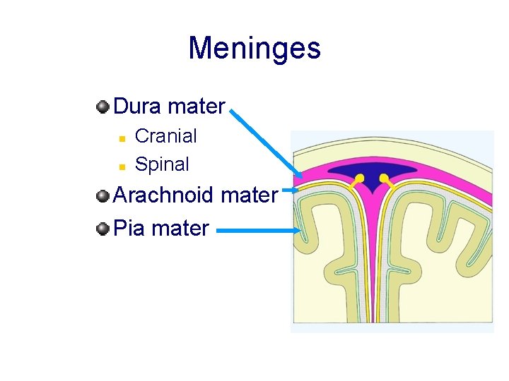 Meninges Ventricles CSF Human Neurobiology ANHB 2217 Avinash