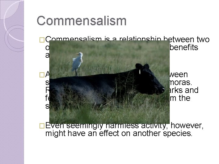 Understanding Populations How Species Interact with Each Other