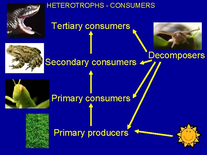 WHAT IS AN ECOSYSTEM Community all abiotic factors