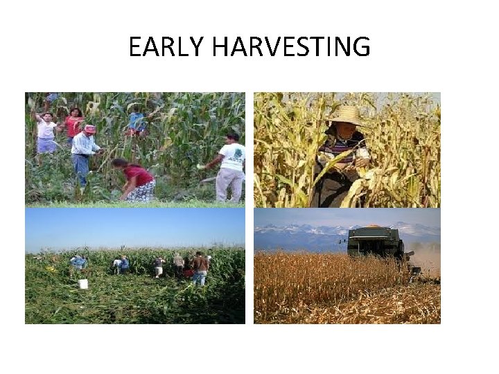 TRAINING PROGRAM ON POST HARVEST MANAGEMENT OF CEREALS