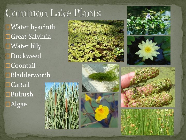 Lakes Oligotrophic and Eutrophic By Chloe Vorseth Location