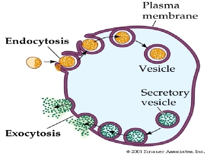 Cellular Transport HOMEOSTASIS THE PROCESS OF MAINTAINING A