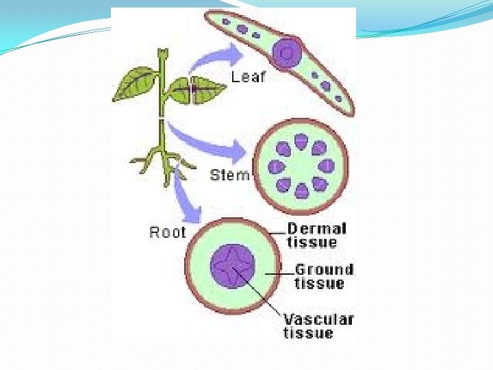 Specialized Tissues in Plants Three principle organs of