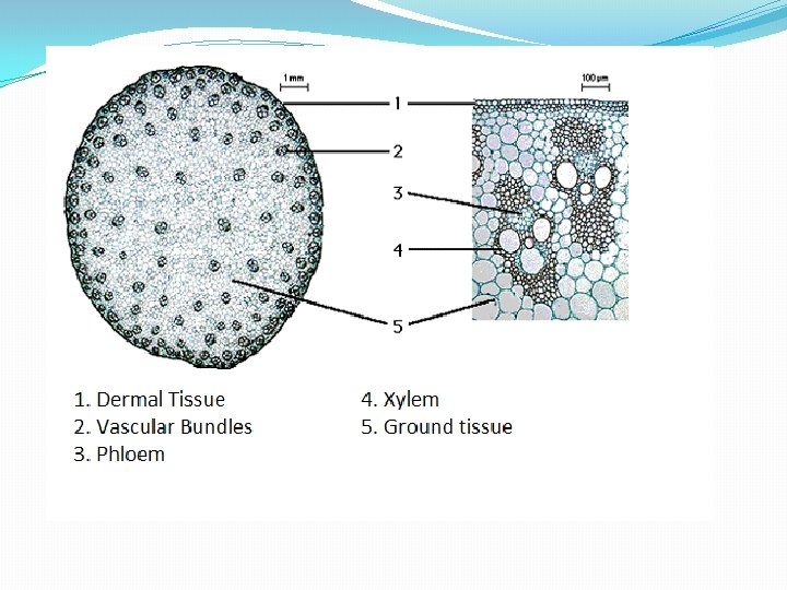 Specialized Tissues in Plants Three principle organs of