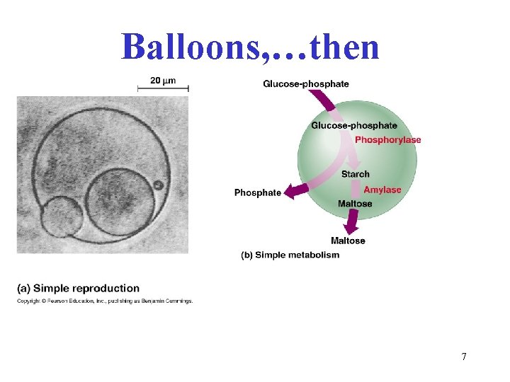 Botany 4 Lecture 32 Origins of Life Diversity