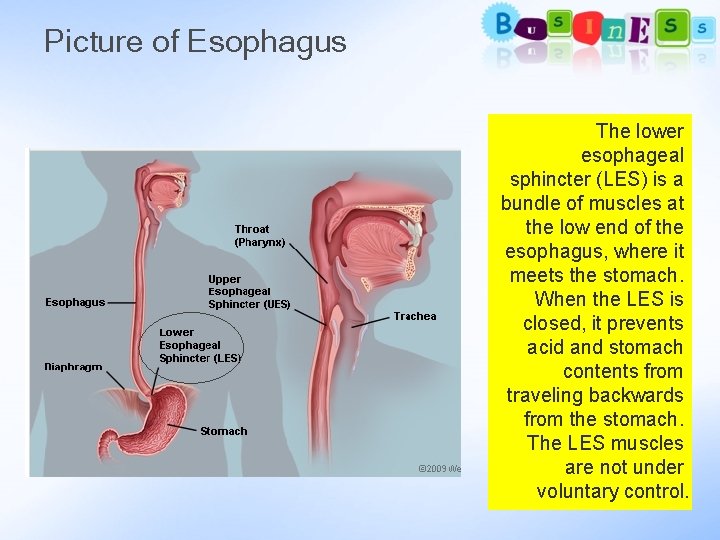 FARMAKOTERAPI SISTEM PENCERNAAN Gastroesophageal Reflux Disease GERD Oleh
