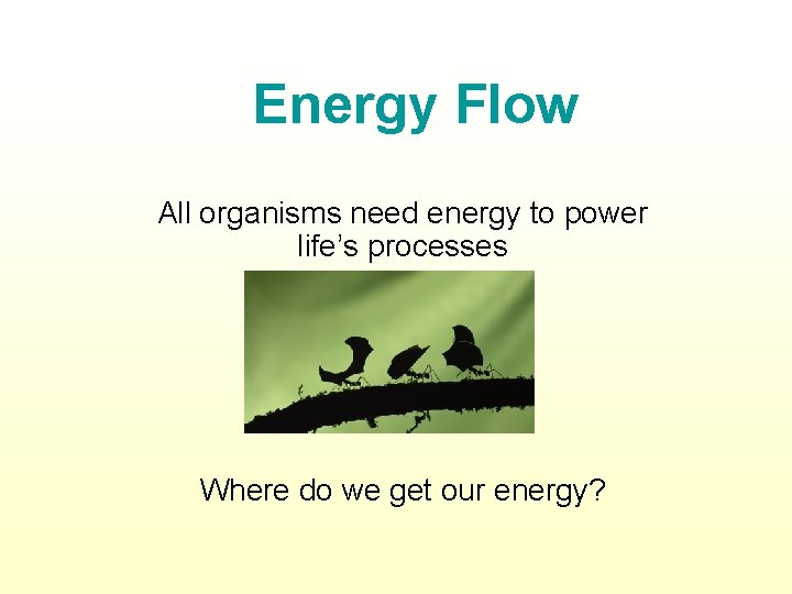 Energy Flow All organisms need energy to power