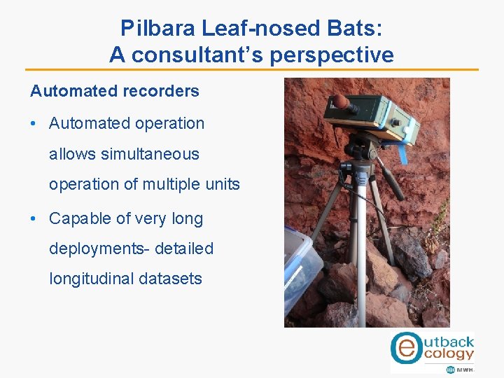Pilbara Leafnosed Bats A consultants perspective by Mark
