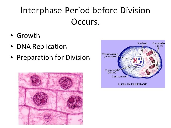 Cell Division The Cell Cycle The regular sequence