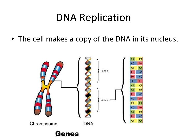 Cell Division The Cell Cycle The regular sequence