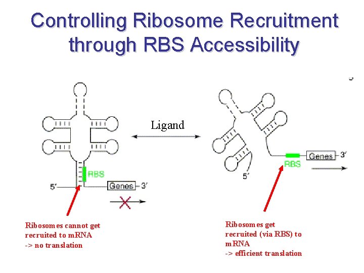 Gene Regulation II The Ribosome Strikes Back Mechanisms