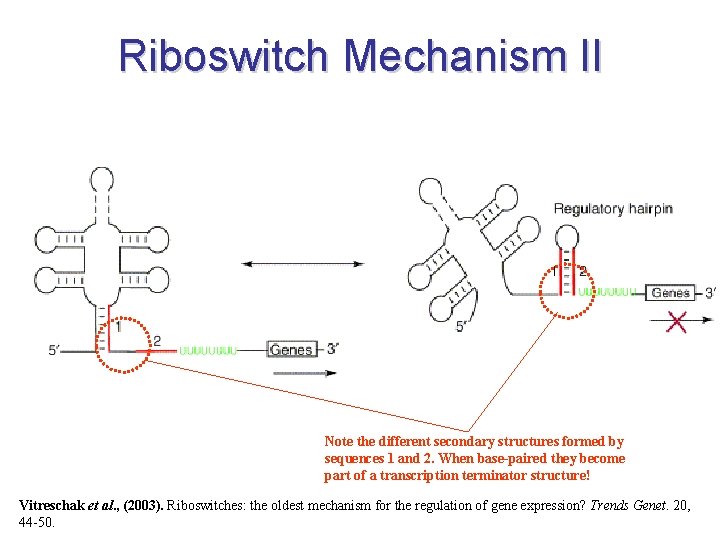 Gene Regulation II The Ribosome Strikes Back Mechanisms