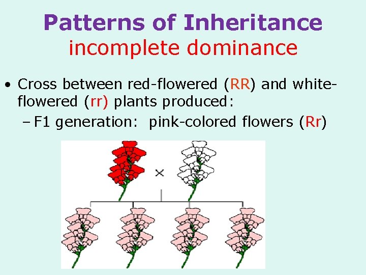 Heredity Patterns of Inheritance Patterns of Inheritance Not