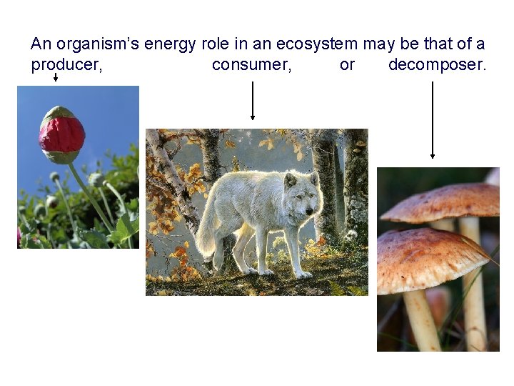 Energy Flow in Ecosystems Each organism has a