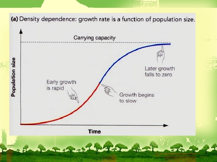 Populations Chapter 5 Dispersion Patterns of populations Clumped