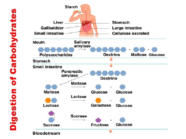 Metabolic Pathways of Carbohydrates Digestion of Carbohydrates Glycolysis