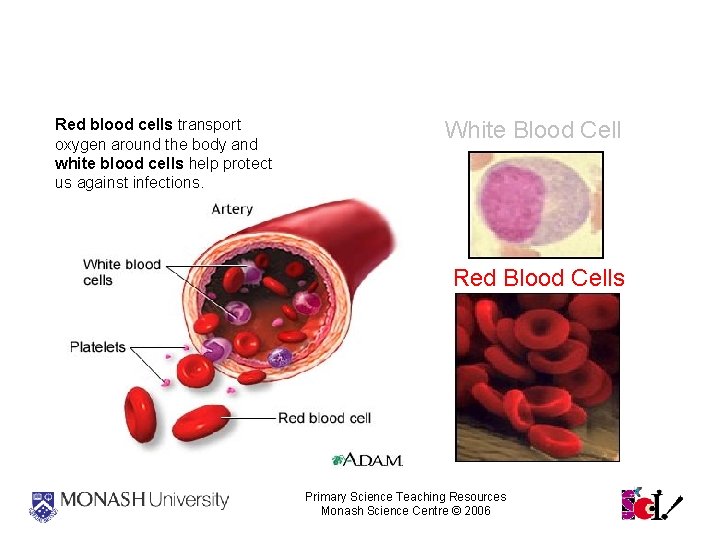 How the Body Works Primary Science Teaching Resources