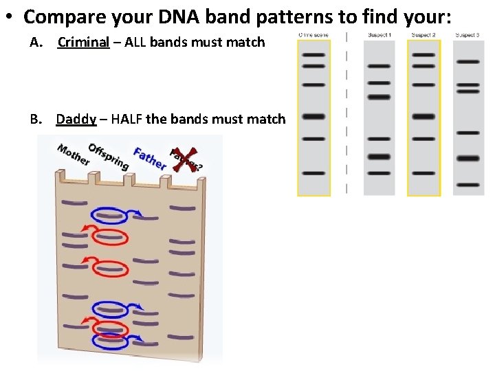 Transgenic Organisms Recombinant DNA DNA that is made