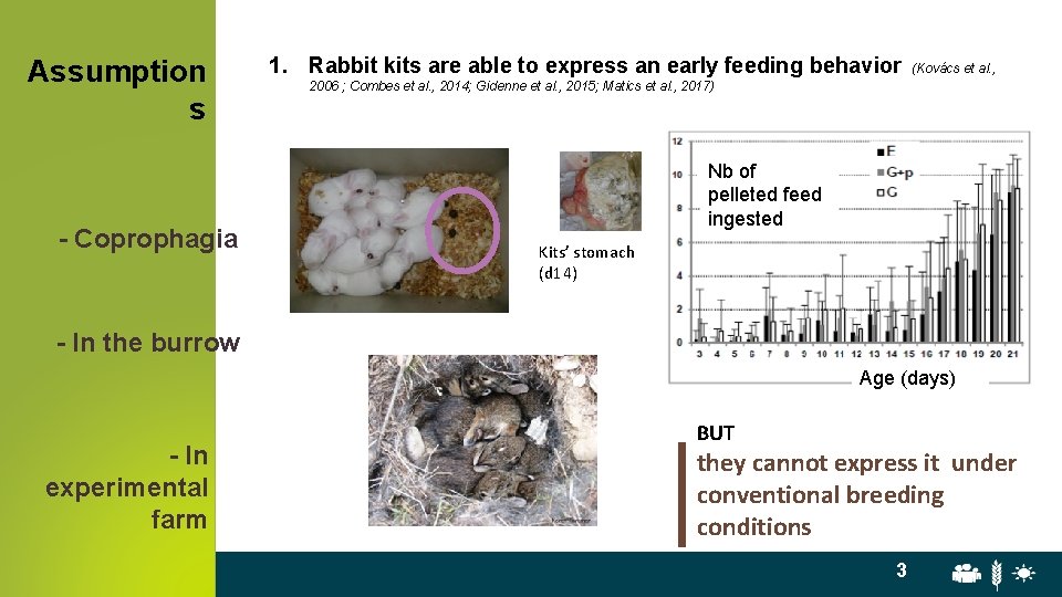 Effect of solid intake stimulation of suckling rabbit