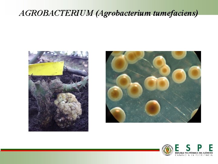 EVALUACIN DEL CONTROL DE Agrobacterium tumefaciens MEDIANTE LA