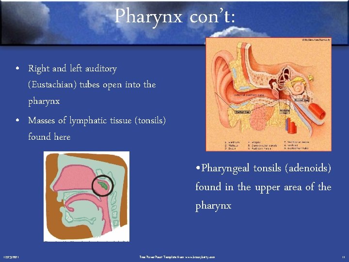 Respiratory and Urinary Systems Ridding the body of