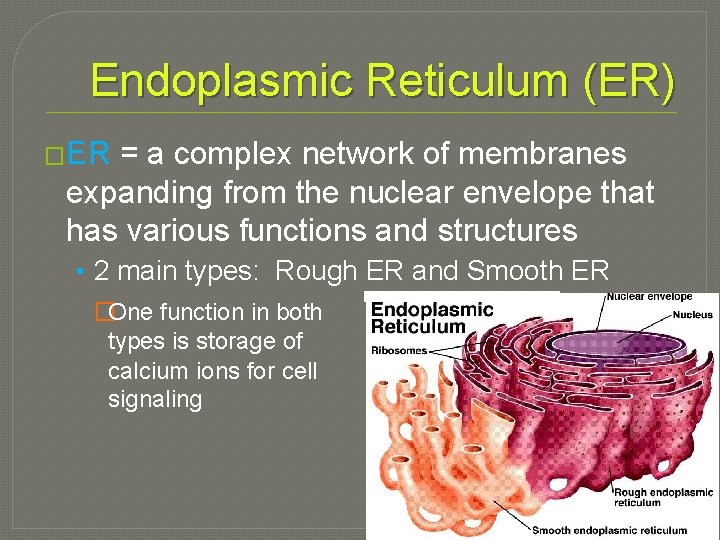 MembraneBound Organelles Section 4 5 Learning Objectives Distinguish