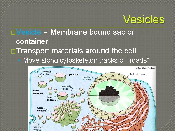 MembraneBound Organelles Section 4 5 Learning Objectives Distinguish