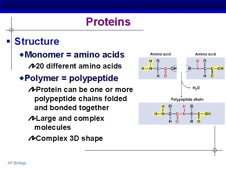 Proteins AP Biology Proteins Most structurally and functionally