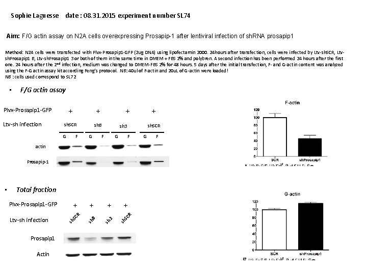 Sophie Laguesse date 08 31 2015 experiment number