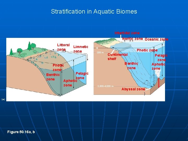BIOMES of the World Aquatic Biomes 30 N