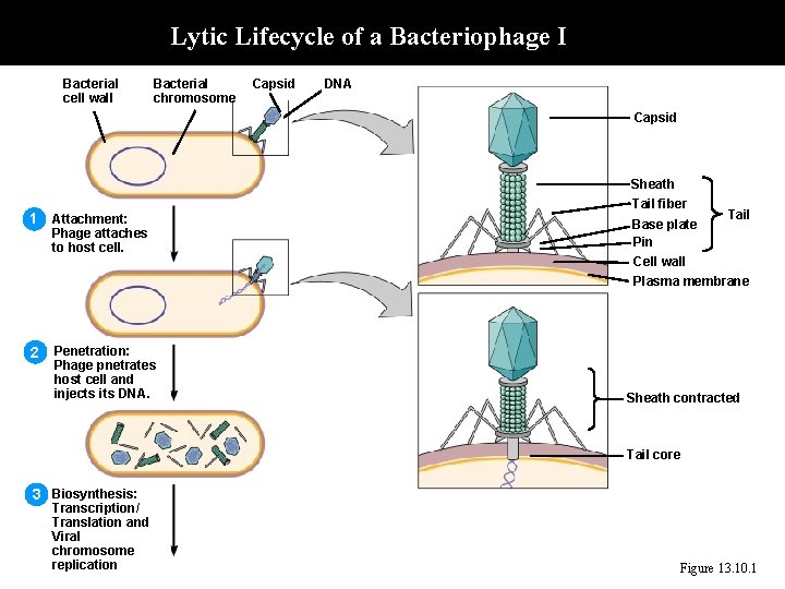 Viruses Morphology and Bacteriophage Life Cycle What is