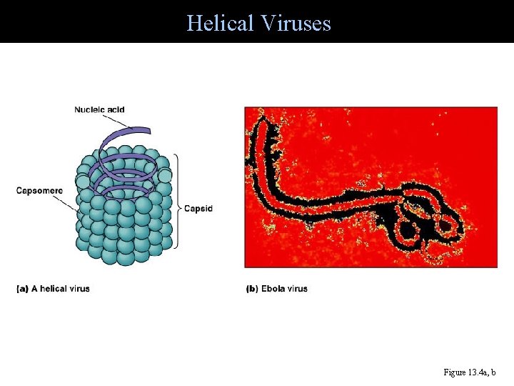 Viruses Morphology and Bacteriophage Life Cycle What is