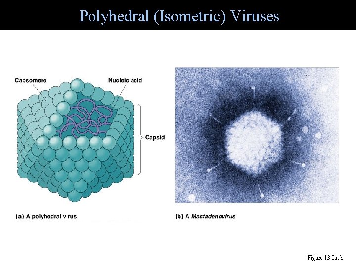 Viruses Morphology and Bacteriophage Life Cycle What is