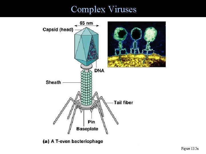 Viruses Morphology and Bacteriophage Life Cycle What is