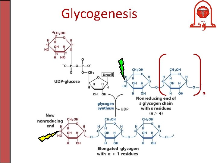Glycogen Metabolism Dr Nesrin Mwafi Biochemistry Molecular Biology
