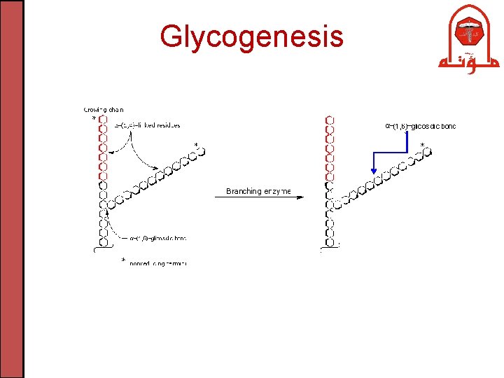 Glycogen Metabolism Dr Nesrin Mwafi Biochemistry Molecular Biology