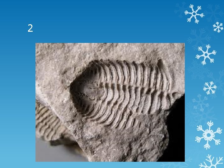Lesson 72 Find 3 types of fossils Cast
