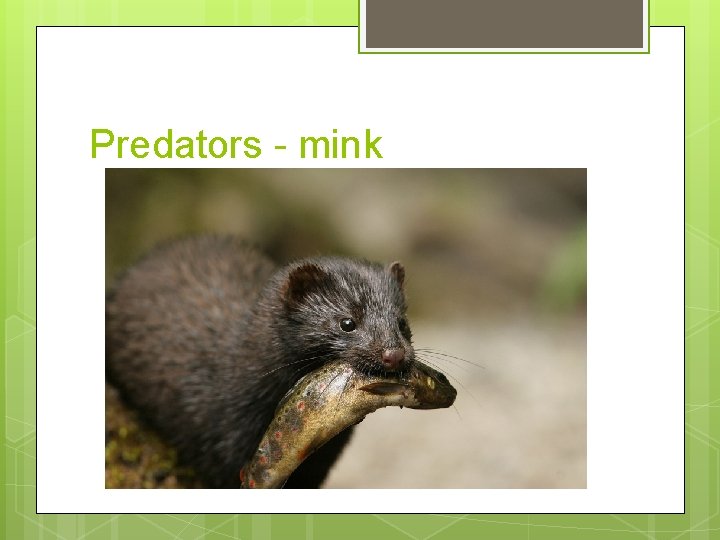 Agriculture Genetics and Quota Broilers Meat Birds White