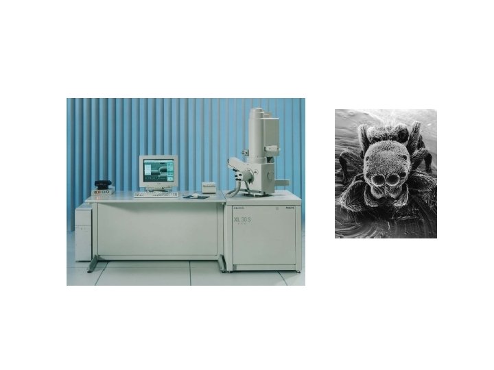 Scanning Electron Microscopy SEM SEM and TEM Scanning