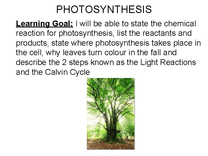PHOTOSYNTHESIS Learning Goal I will be able to