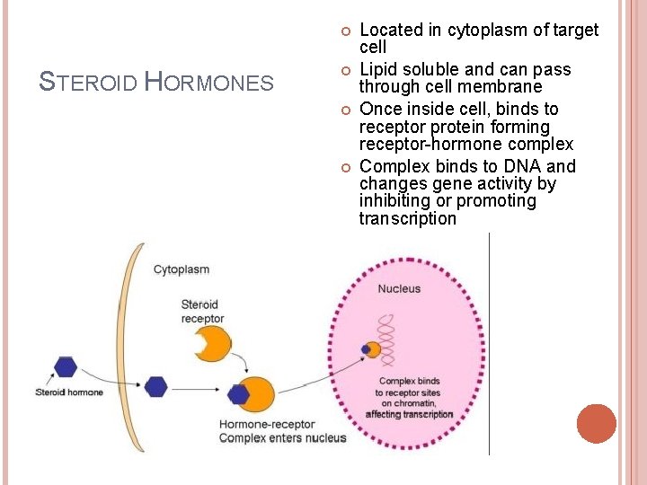 THE ENDOCRINE SYSTEM Miss Richardson SBI 4 U