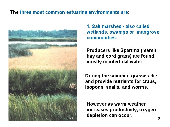 12 44 ESTUARIES Estuaries are semienclosed transition areas