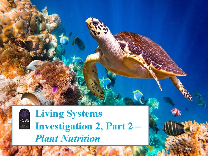 TM Living Systems Investigation 2 Part 2 Plant
