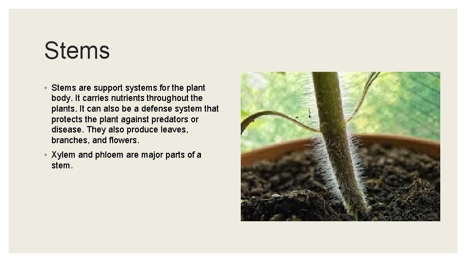 OVERVIEW OF PLANTS 2 Plant Organs and Tissues