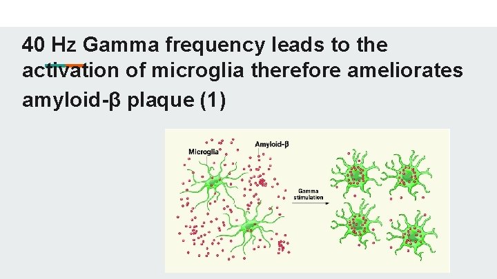 40 Hz Gamma frequency leads to the activation