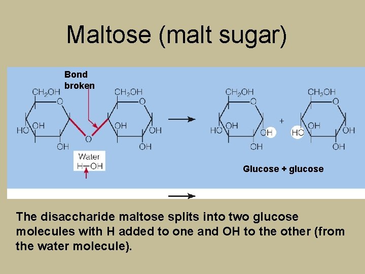 The Carbohydrates Sugars Starches and Fibers Chapter 4