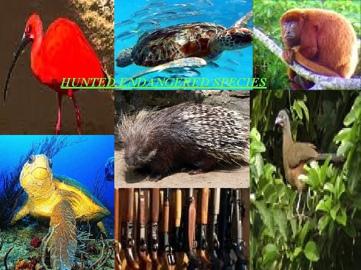 HUNTING OF ENDANGERED ANIMALS IN TRINIDAD BY CHERNYCE