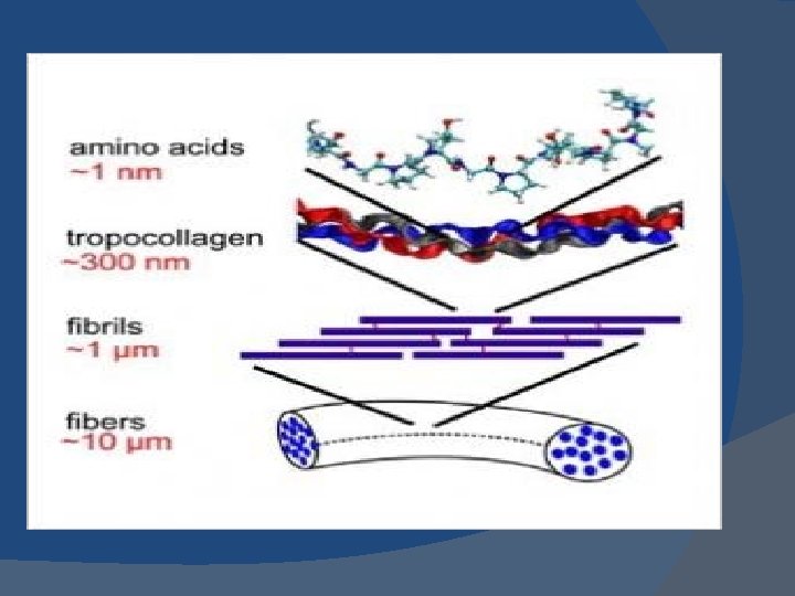 DR AMINA TARIQ BIOCHEMISTRY COLLAGEN OVER VIEW Collagen