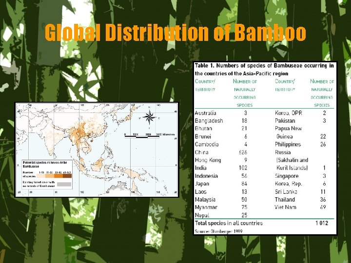 Bamboo A green building materials presentation by Hisa