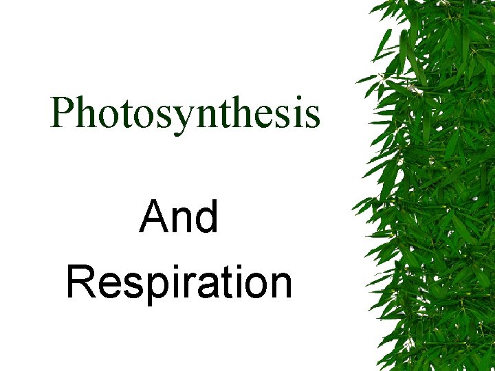 Photosynthesis And Respiration I What is Photosynthesis A